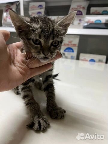 Котенок инвалид,некуда идти после лечения