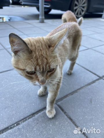 Кошка в дар бесплатно