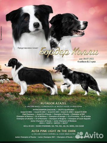 Щенки бордер колли