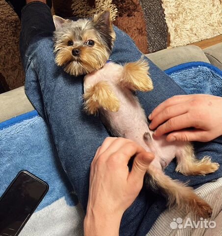 Йоркширский терьер вязка