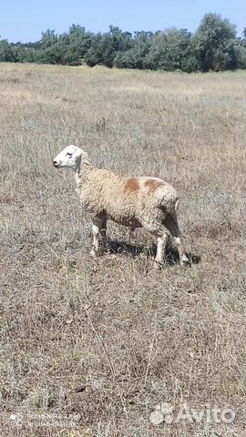 Ягнята баранчики