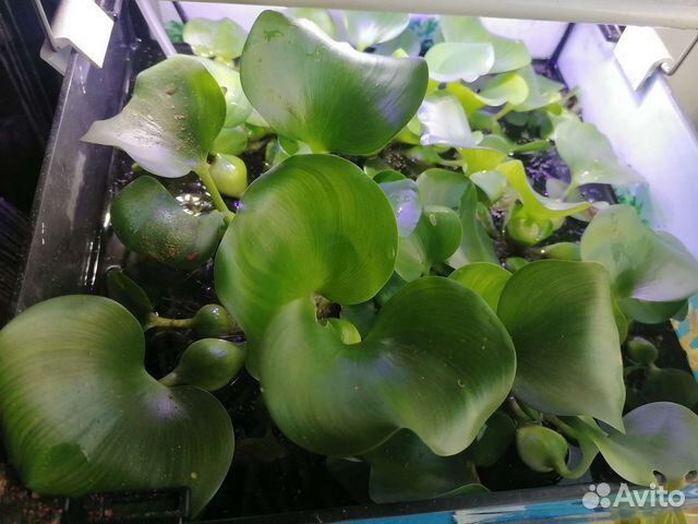 Водный гиацинт