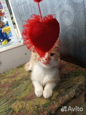 Особенный котенок Симба