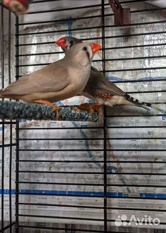 Зебровые амадины