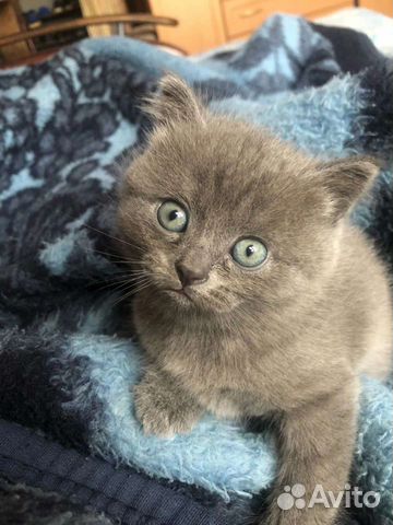 Шатланские котята