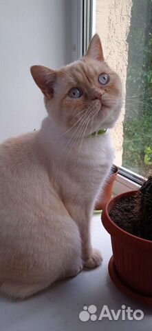 Скоттиш страйт кот на вязку