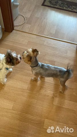 Йоркширский терьер потерялся нашли 31.07