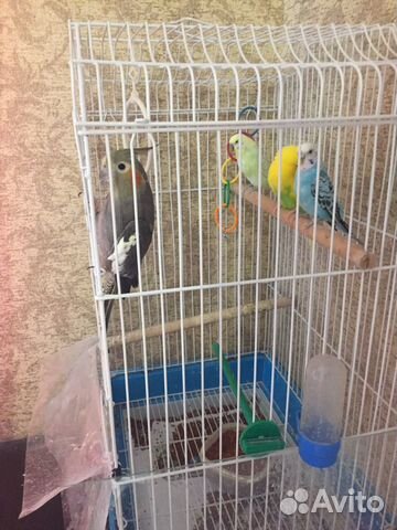 Волнистые попугаи и корелла