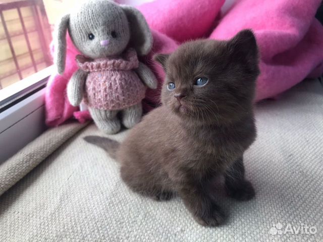 Британские котята
