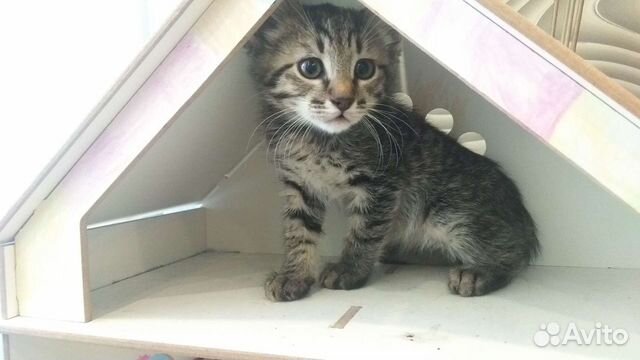 Котята в дар