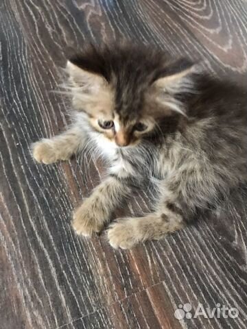 Кот дворянин