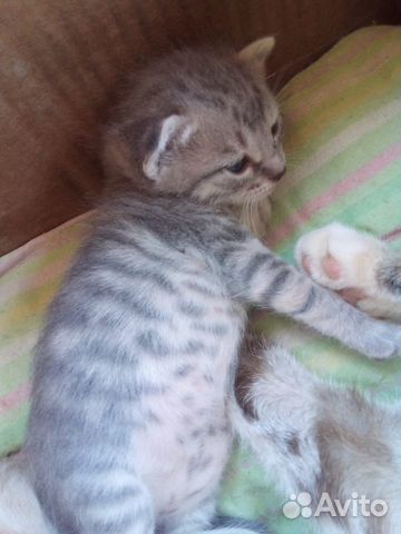 Мраморная кошка