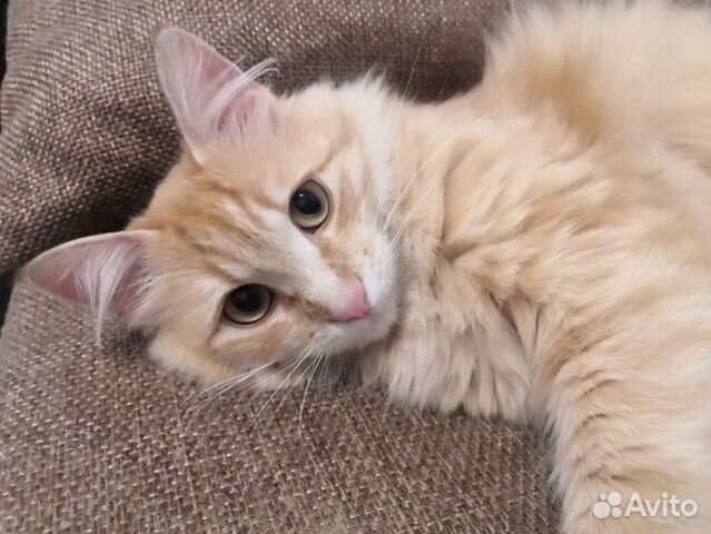 Кошка в дар бесплатно
