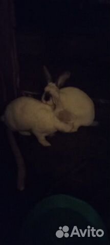 Кролики мясных пород