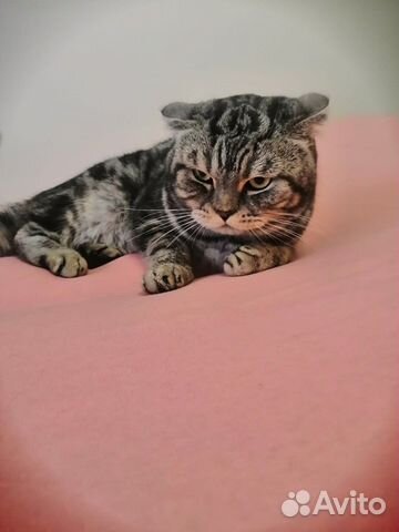 Кастрированный, привитый Брюс ищет дом