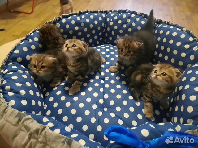 Шотландские вислоухие и прямоухие котята