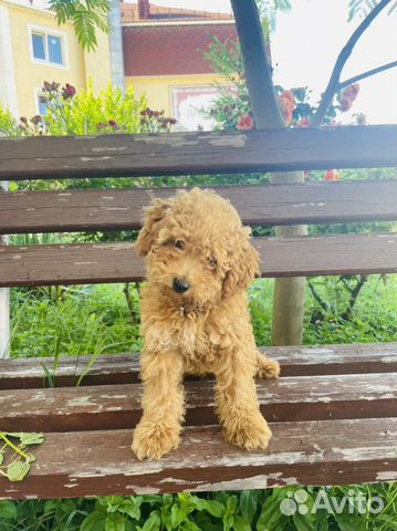 Щенок карликового пуделя