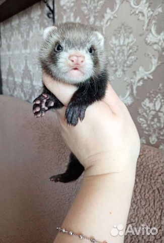 Хорек (малыш)