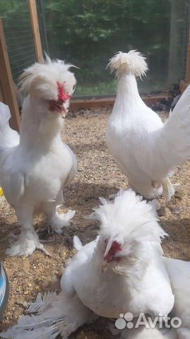 Турецкая султанка