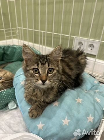 Котята в добрые руки даром