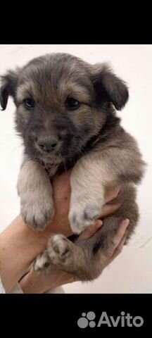 Щенки девочки, их могут отравить