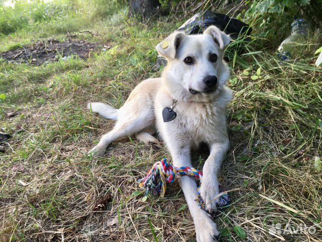 Собака пёсик Снежок в добрые руки