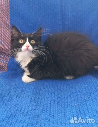Котенок Фифи