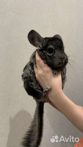 Шиншилла