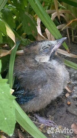 Птенец сойки
