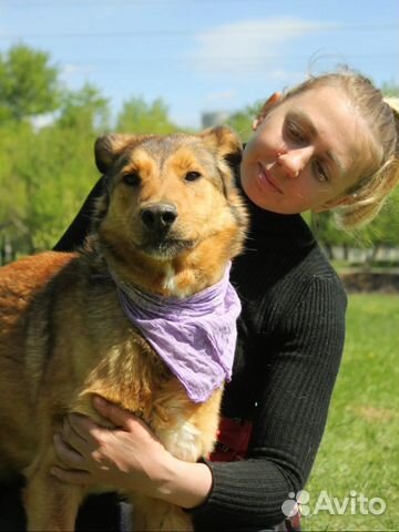 Прекрасный пес ищет дом полный любви