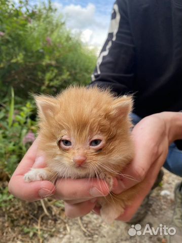 Рыжий котенок 1 месяц
