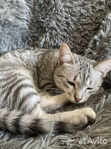 Котята бесплатно