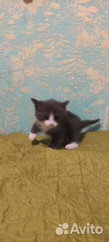 Котëнок в дар