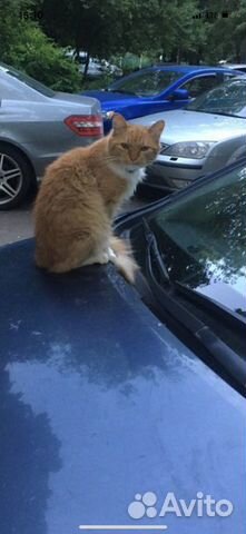 Котик рыжий выброшен