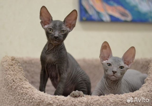 Котики донского сфинкса