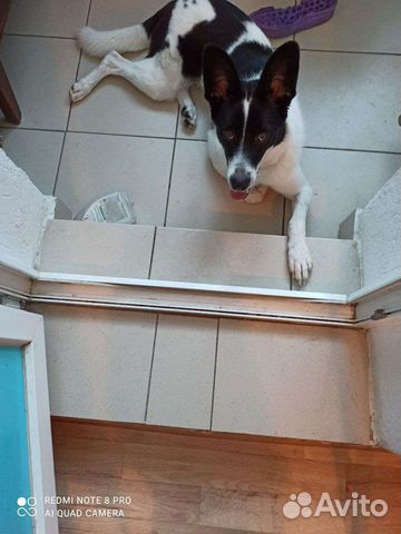 Отдам безвозмездно сабаку