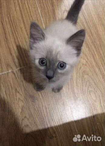 Сиамские котята бесплатно