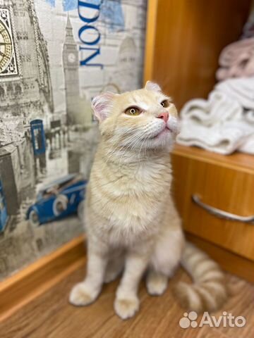 Американский кёрл