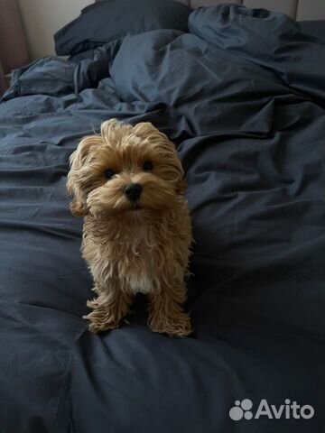 Мальтипу f1 mini Luna elite premium collection