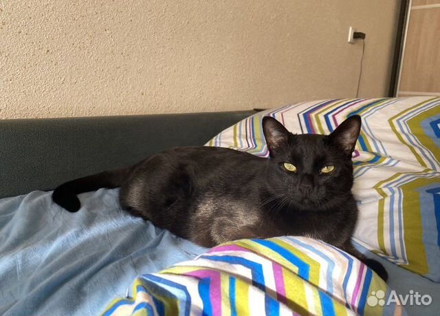 Кот
