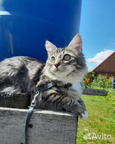 Котенок Пушок