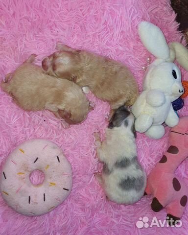 Минюшечки кукольные малышики померанского шпица