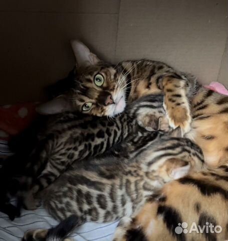 Бенгальская кошечка