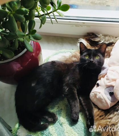 Котенок девочка