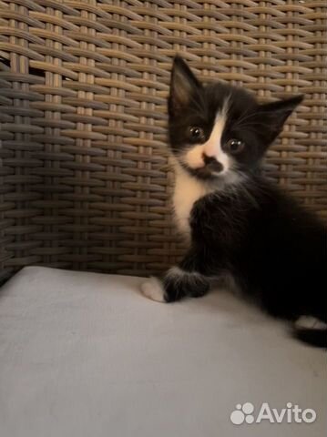 Котёнок