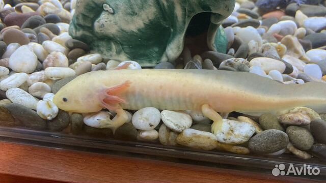 Аксолотль розовый