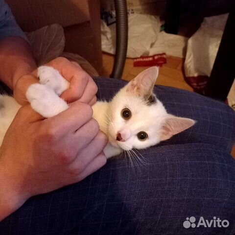 Маленький котёнок