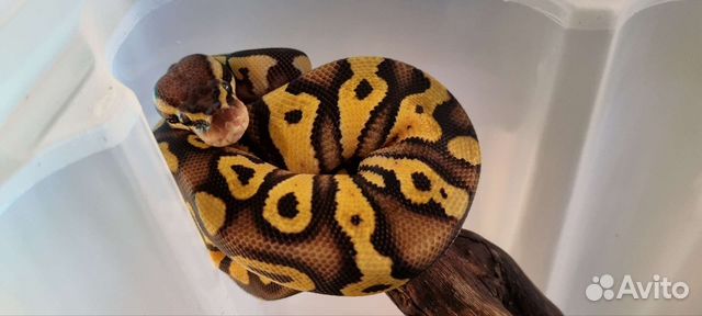 Змея королевский п