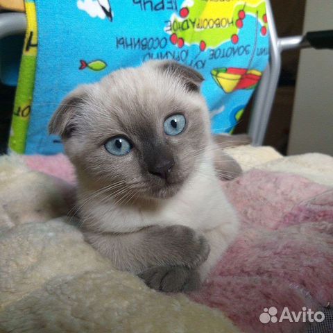 Шотландские вислоухие котята