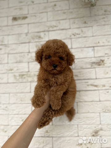 Мальтипу f1 mini teddy baby fase red brown